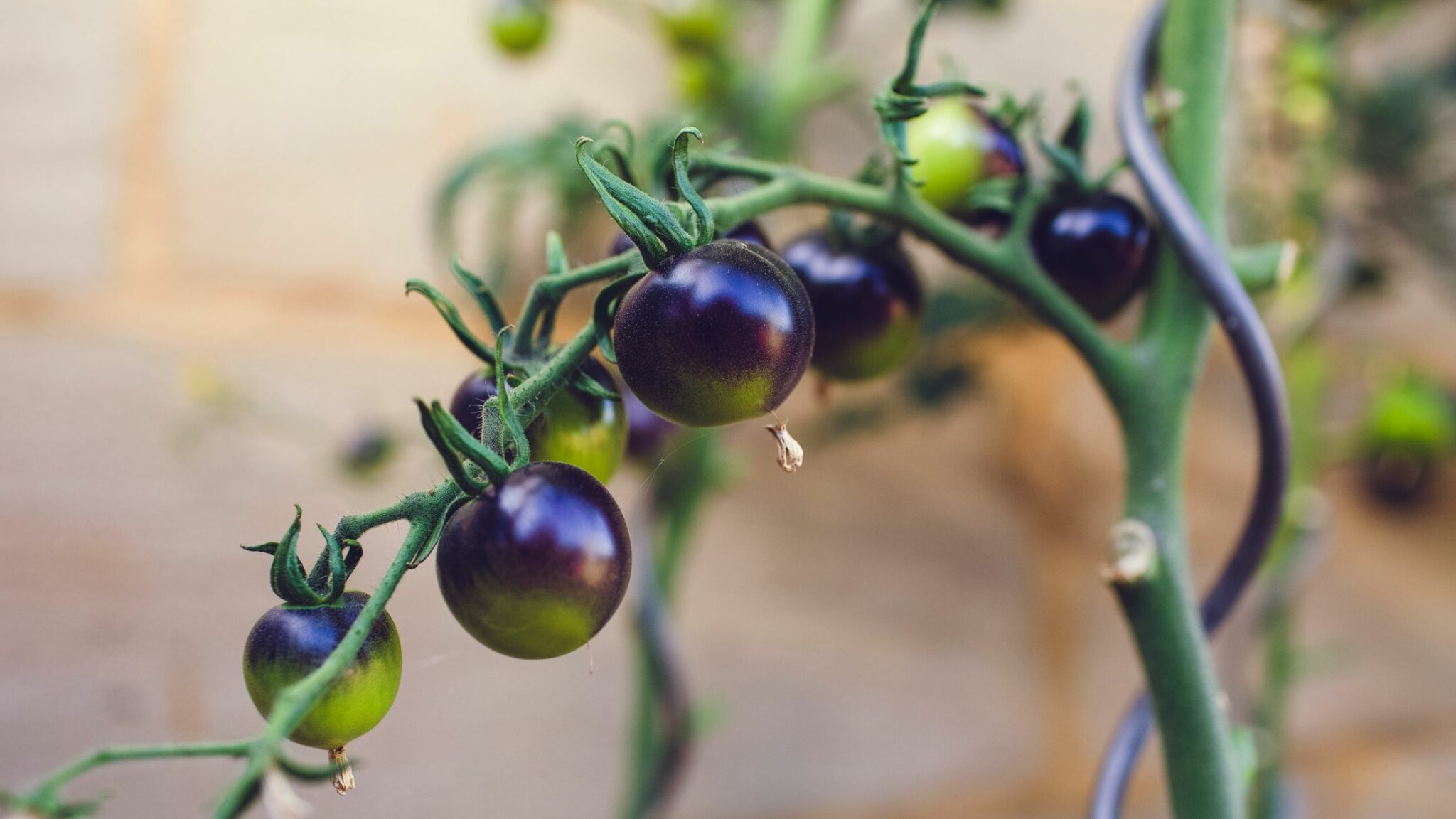 Ingredient Spotlight: Purple Tomatoes! - Opply